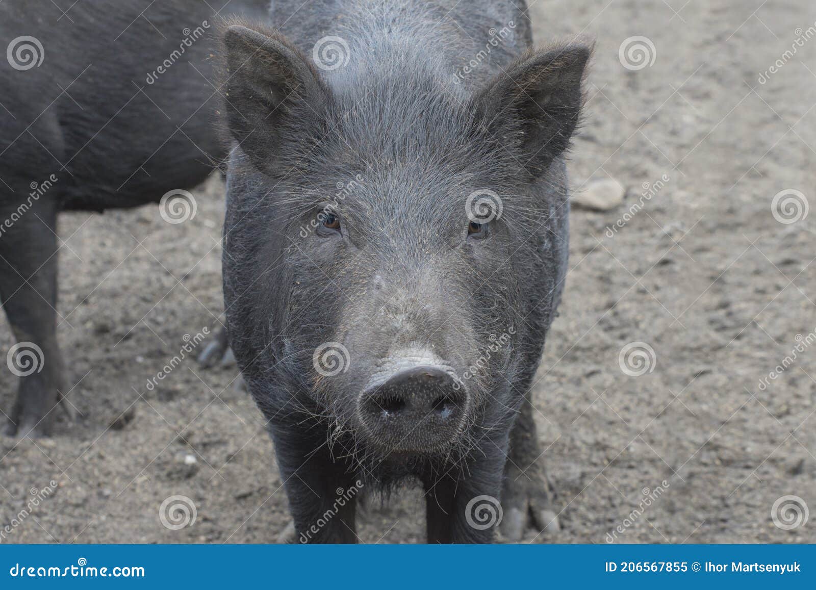 Young Wild Boar Pig Sus Scrofa. Front View Stock Image - Image of boar ...