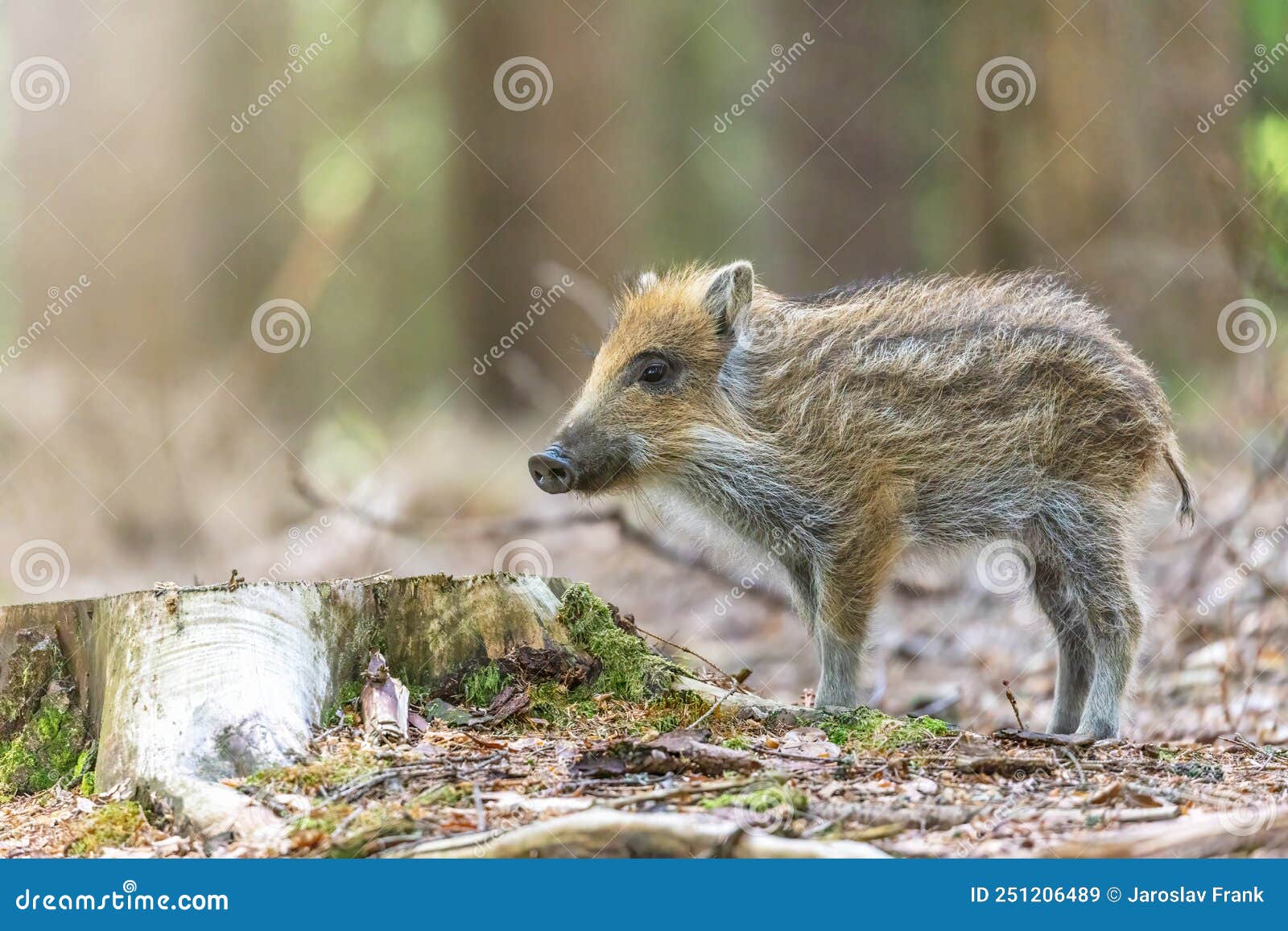 Young Wild Boar is Posing in the Forest Stock Image - Image of brown ...