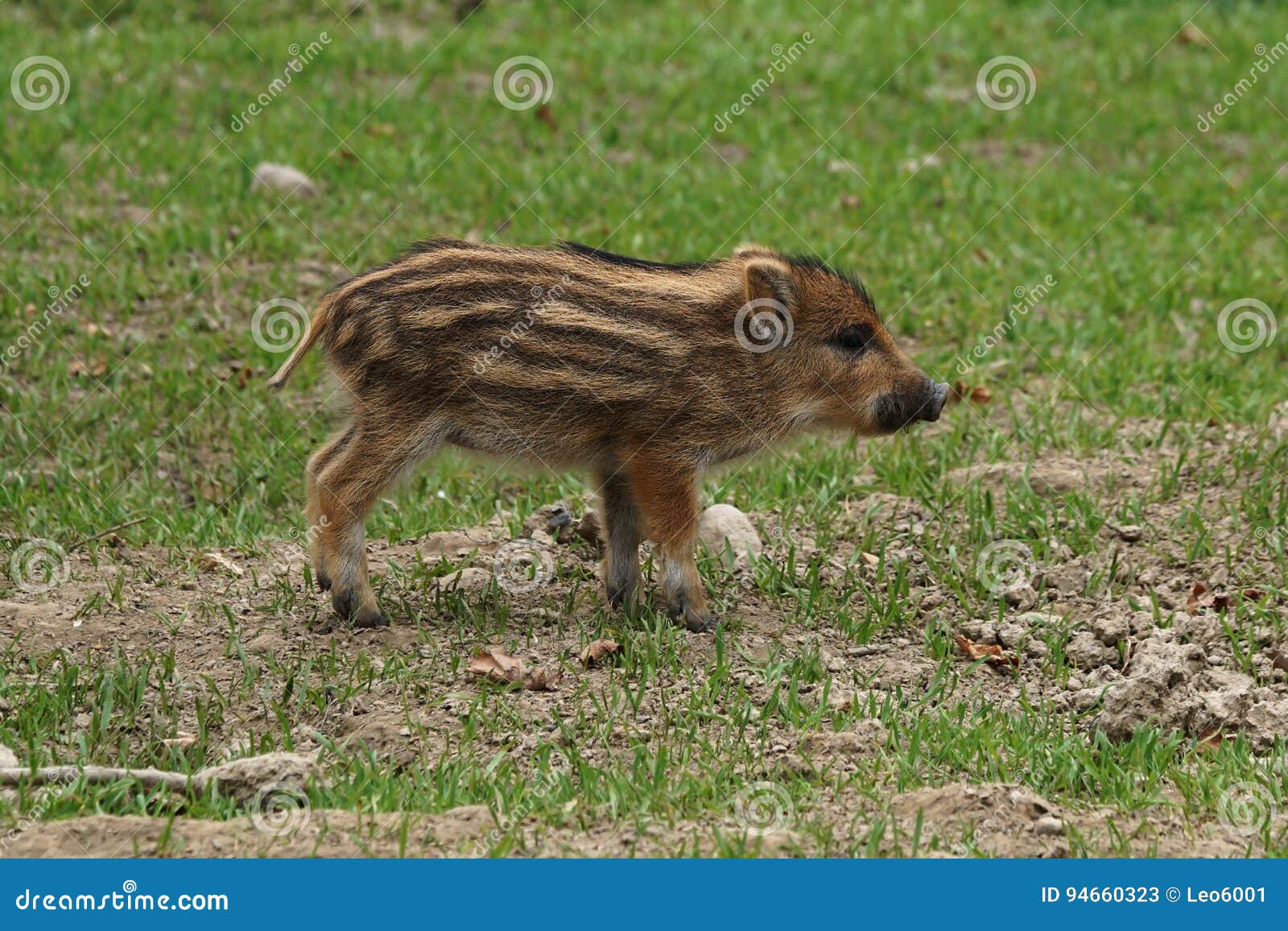 Young Wild Boar stock image. Image of boar, boars, mother - 94660323