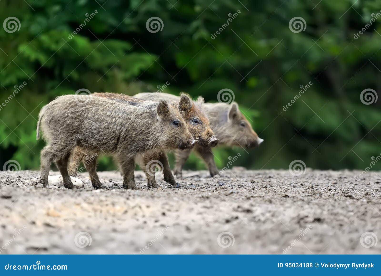 Young wild boar stock photo. Image of bristle, group - 95034188