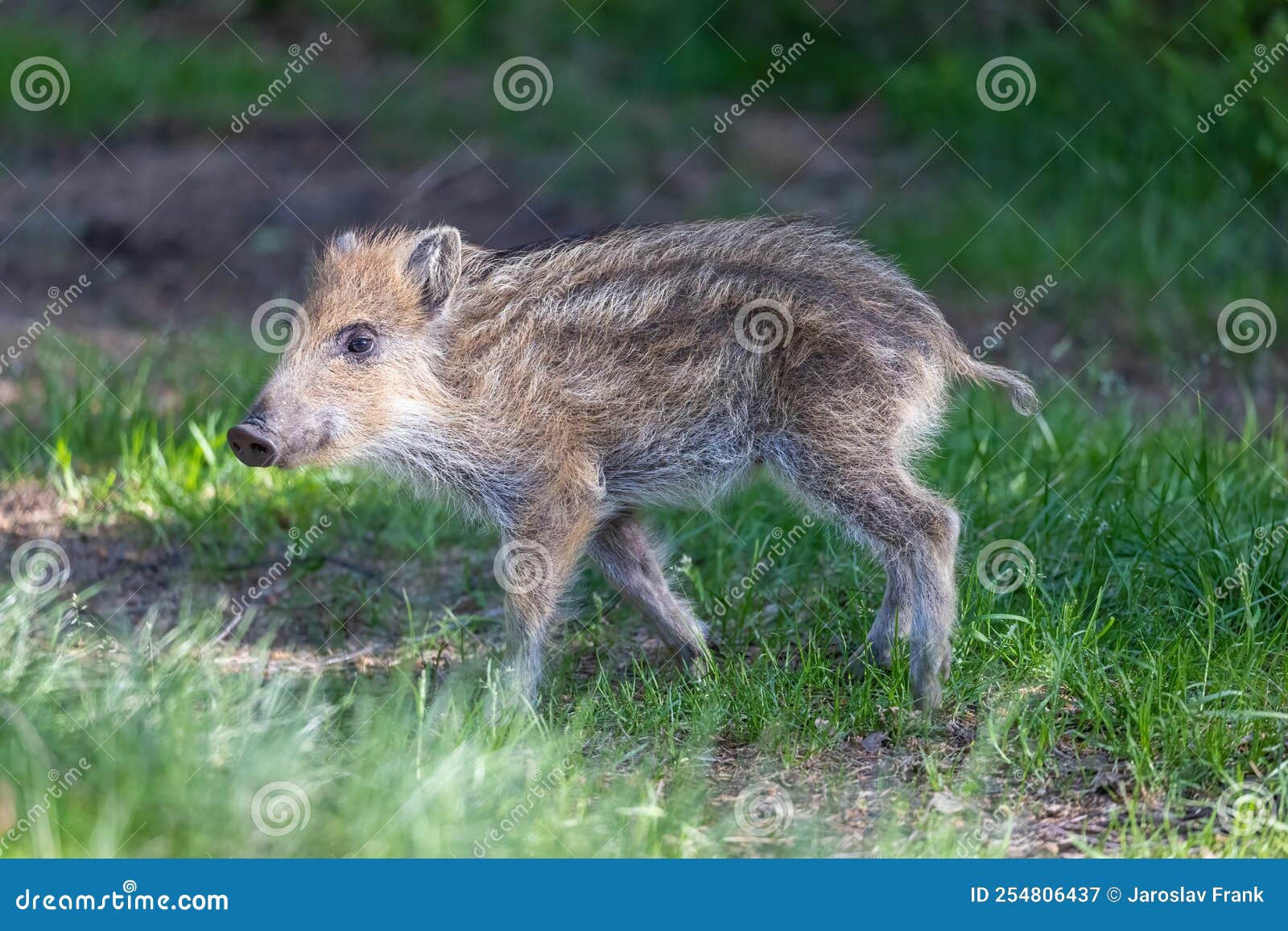 Young Wild Boar is Standing in the Forest Stock Image - Image of dark ...
