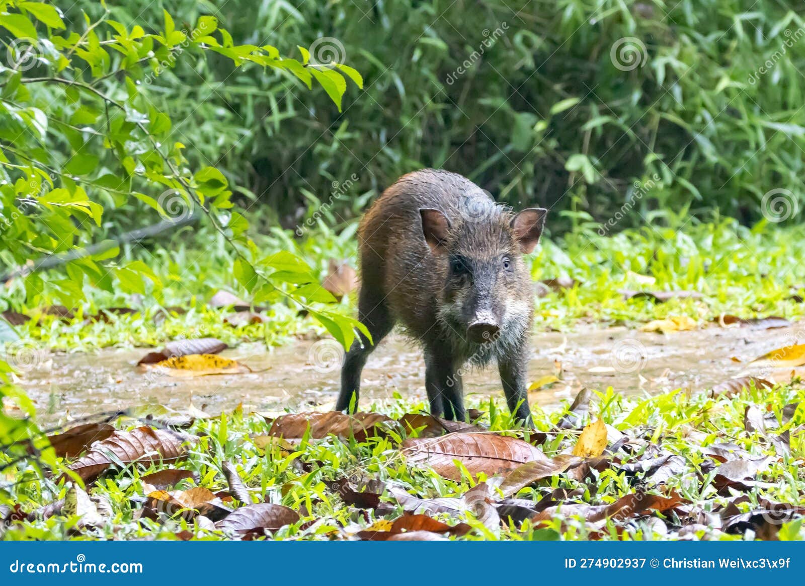 Young Wild Boar, Sus Scrofa, in a Rainforest in Southeast Asia Stock ...