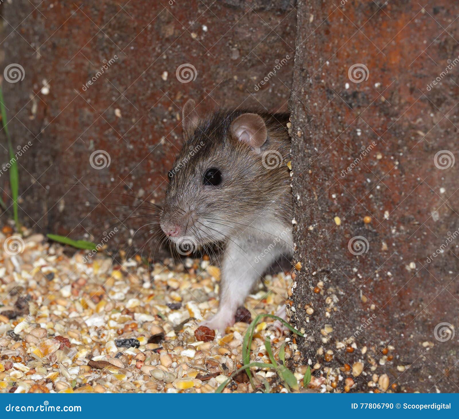 Young wild Brown Rat stock photo. Image of mammal, brown - 77806790