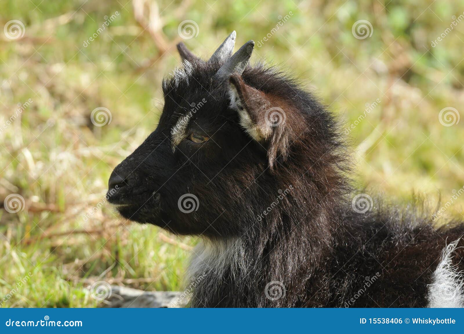 Young Wild Cheviot Goat stock photo. Image of upland - 15538406