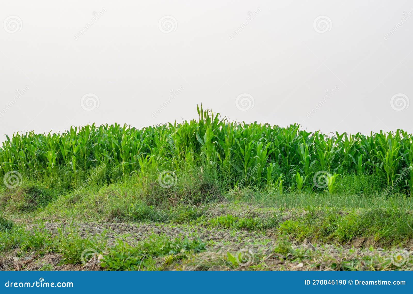Young Wild Corn Grass Field Under the Foggy Sky before the Evening ...