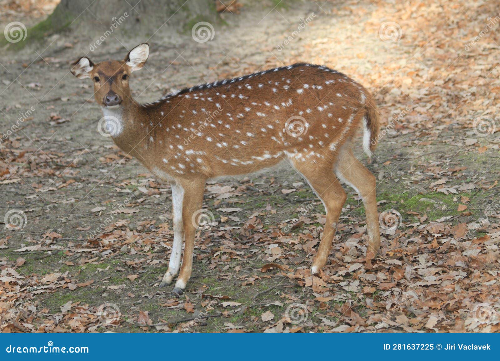 Young Wild Doe in the Forest Stock Image - Image of odocoileus, nature ...