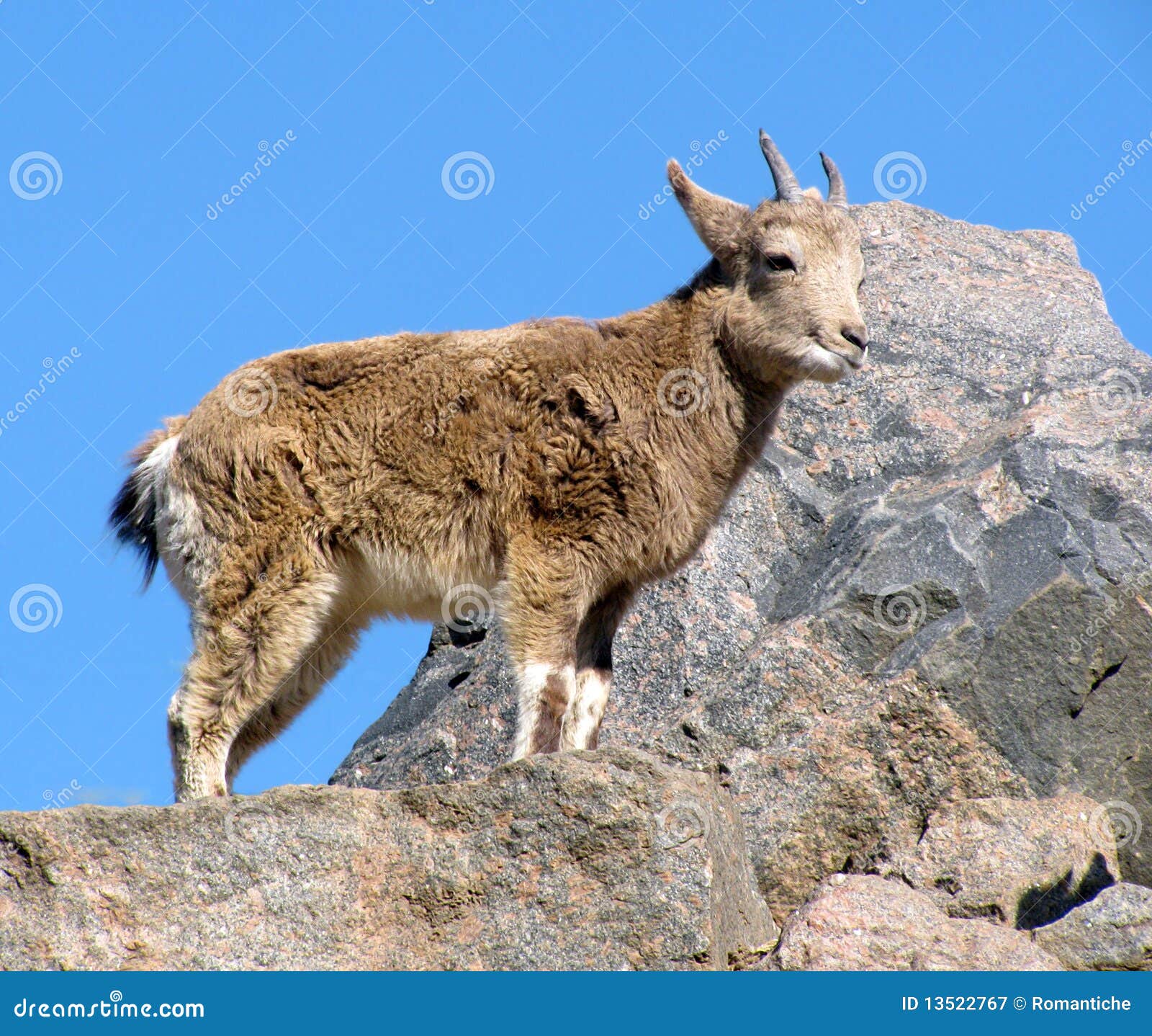 Young wild goat stock image. Image of isolated, young - 13522767