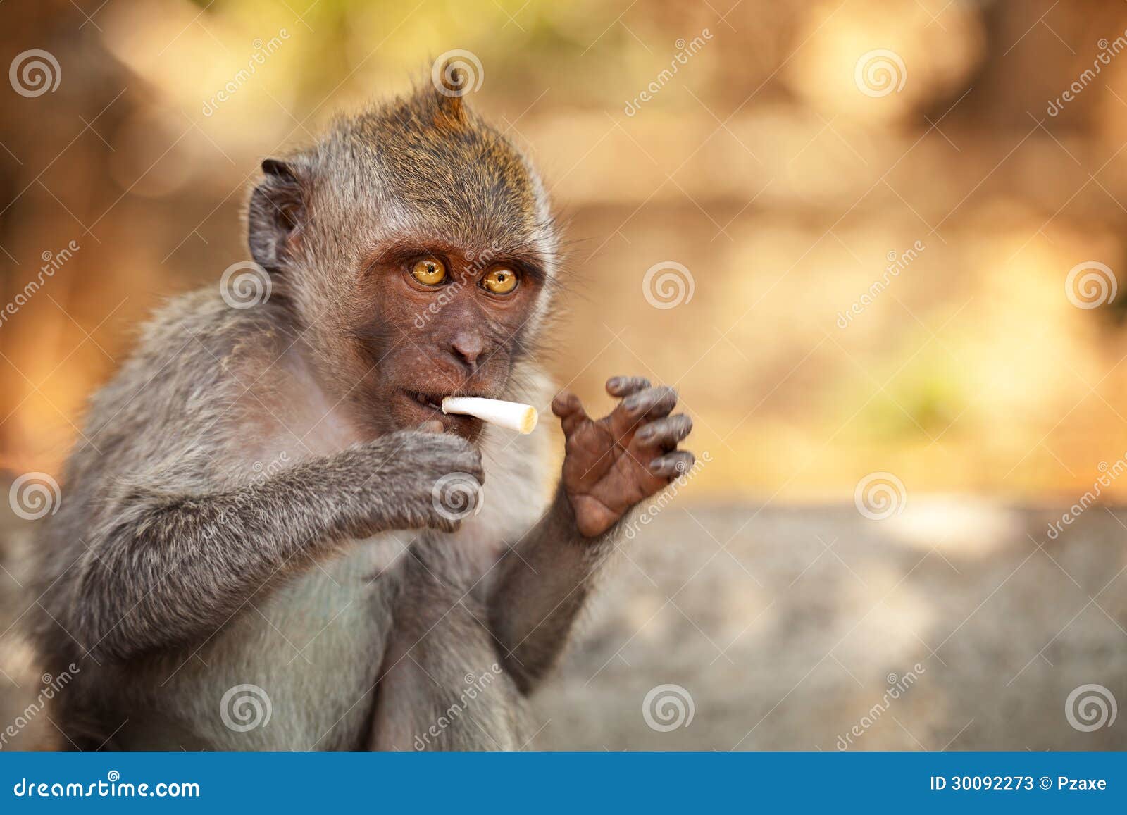 Young smooking monkey stock image. Image of fascicularis - 30092273