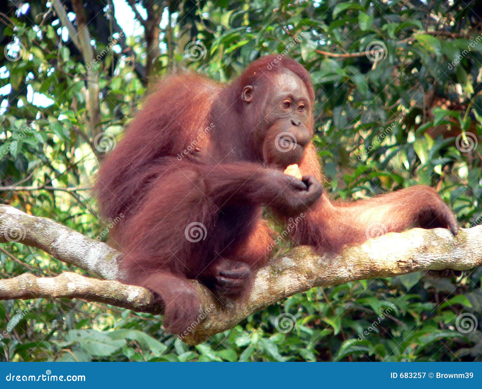 Young Wild Orangutan, Central Borneo Stock Image - Image of borneo ...
