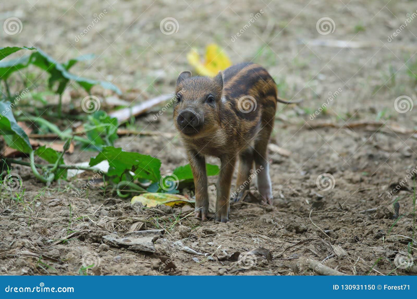 Young Wild Pig or Young Wild Board Piglet Stock Photo - Image of baby ...