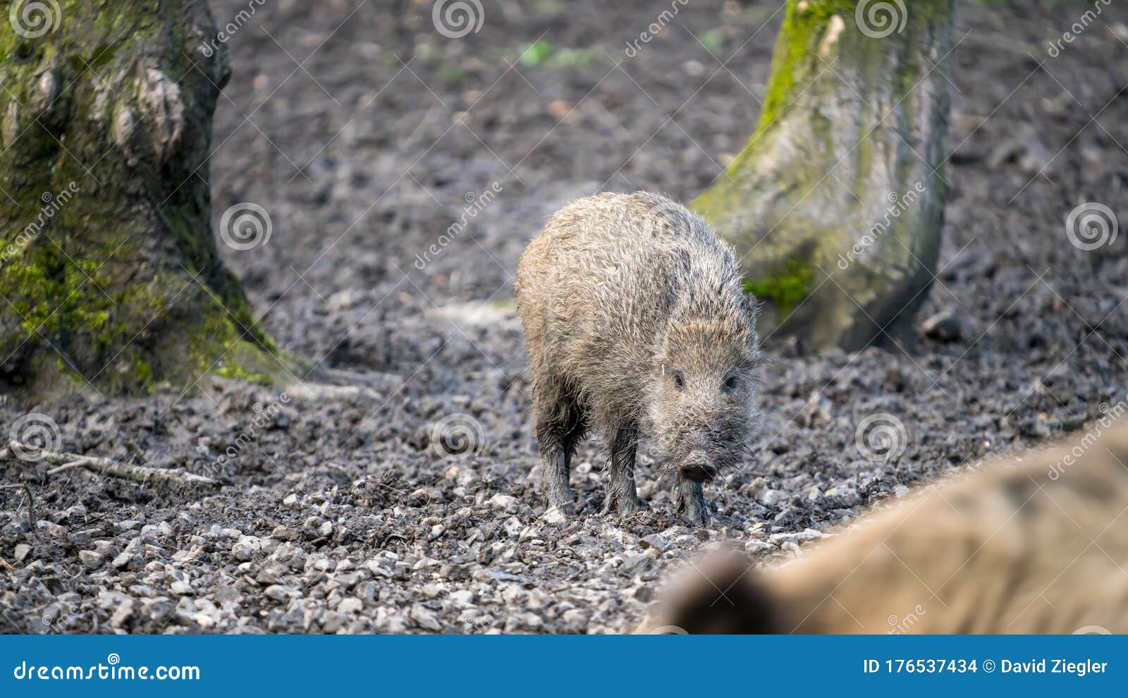 Wild pig in a forest stock photo. Image of wildlife - 176537434
