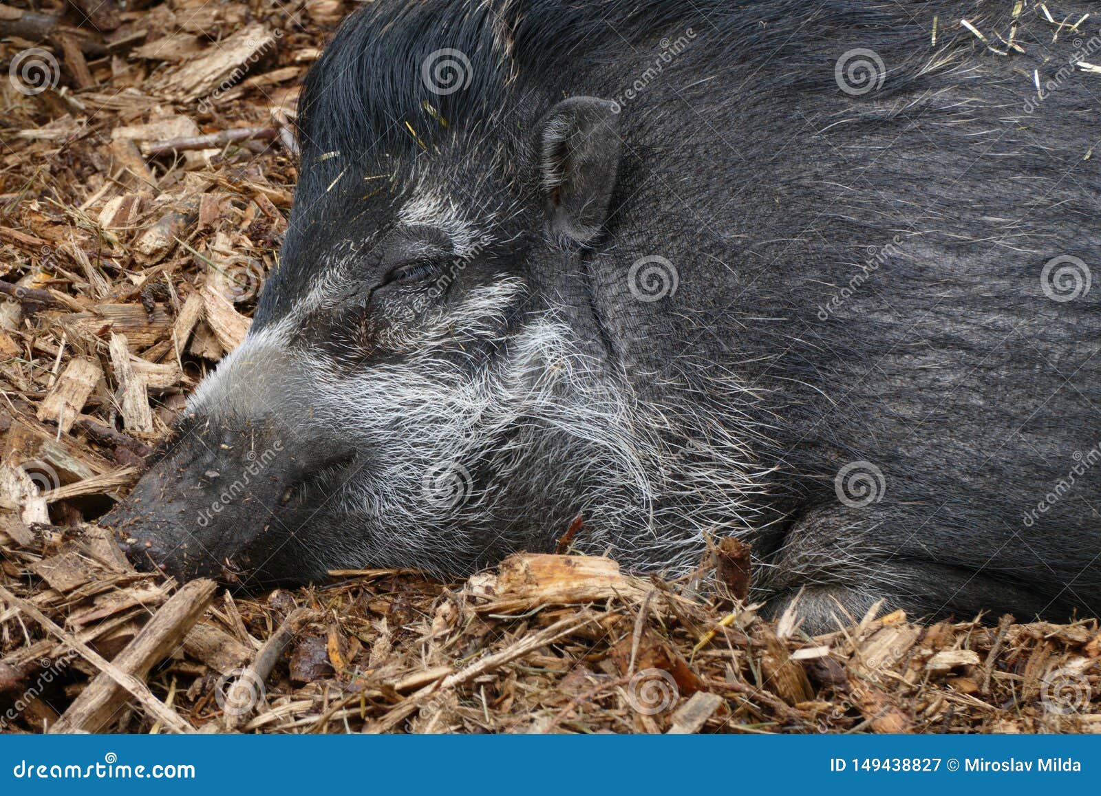 Young wild pig sleeping stock image. Image of grass - 149438827