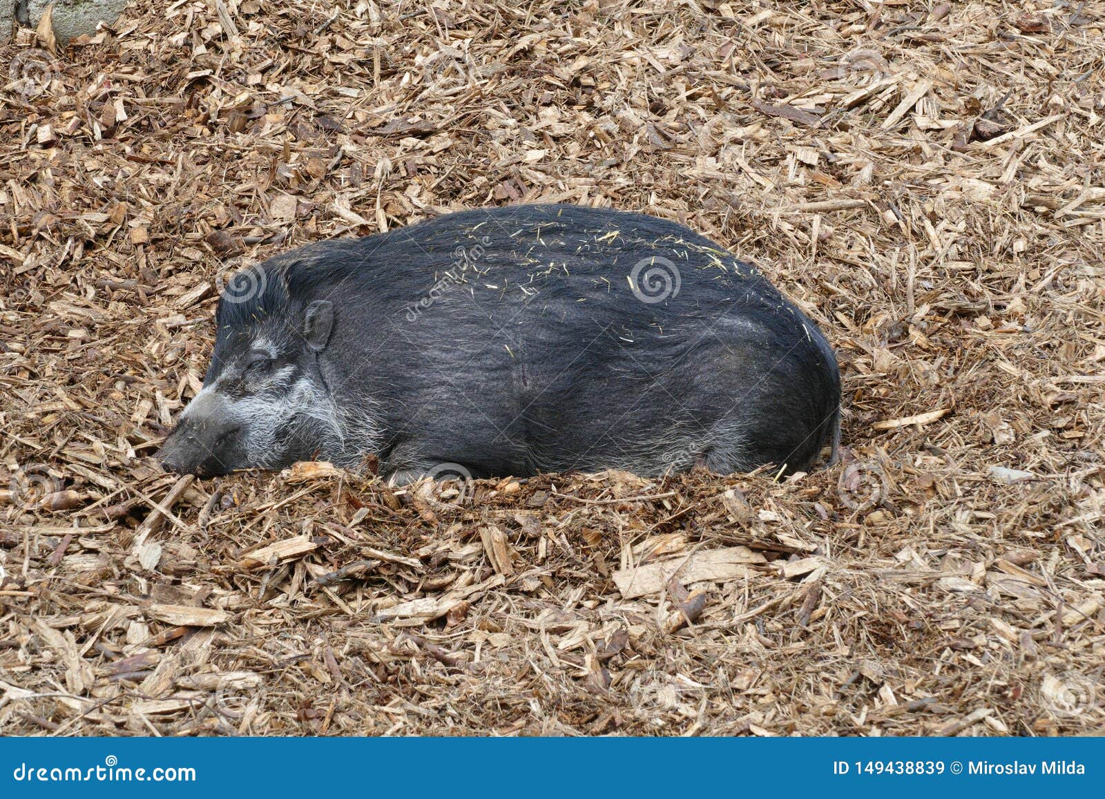Young wild pig sleeping stock image. Image of closeup - 149438839
