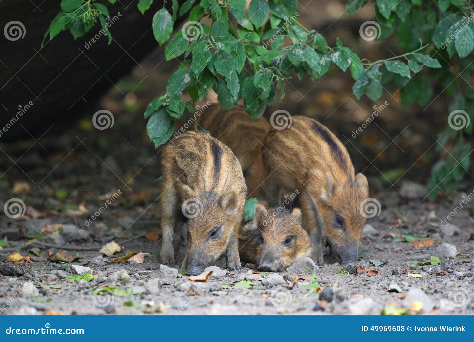 Young wild pigs stock photo. Image of nature, sleepy - 49969608