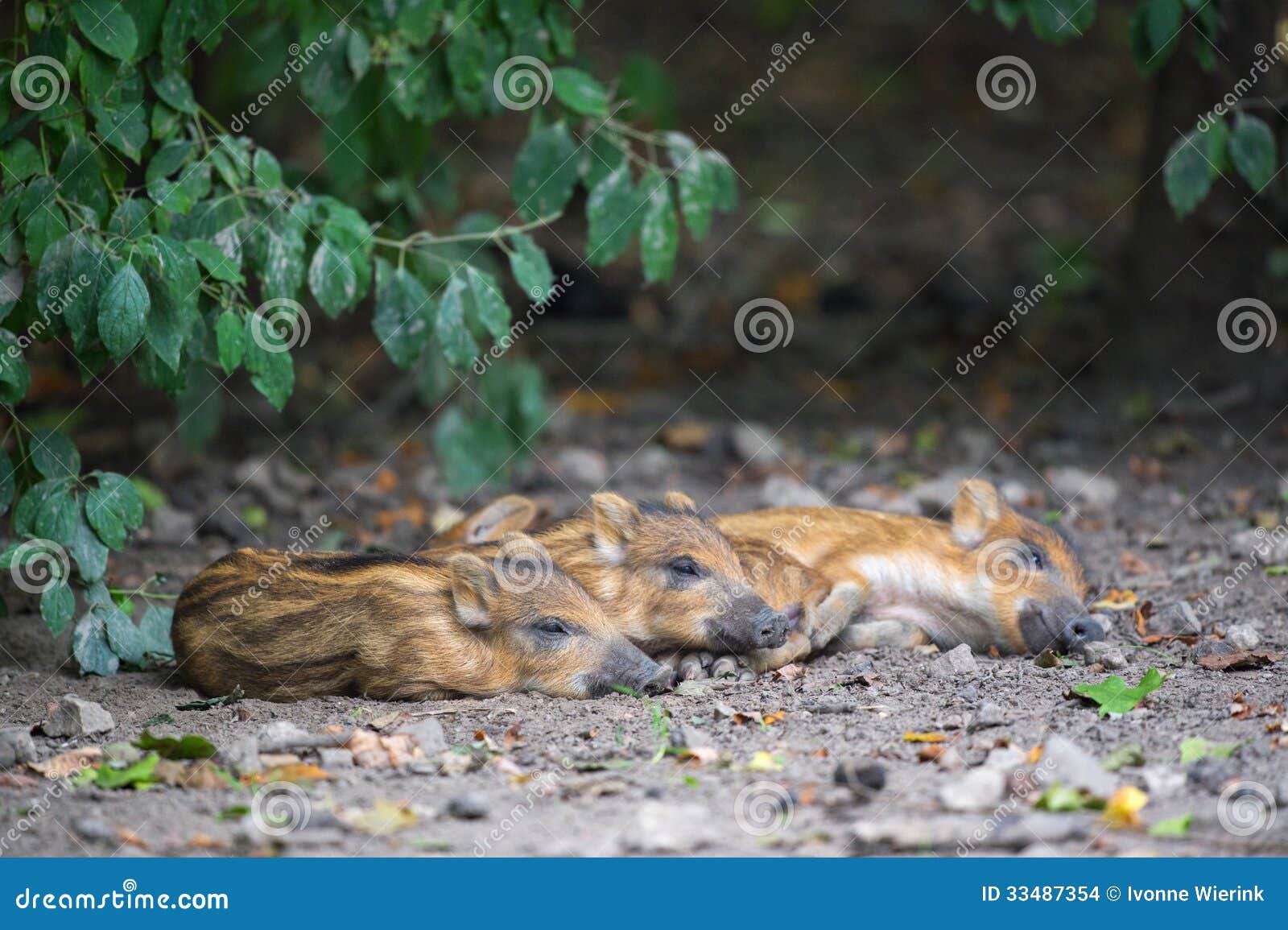 Young wild pigs stock photo. Image of sleeping, razorbacks - 33487354