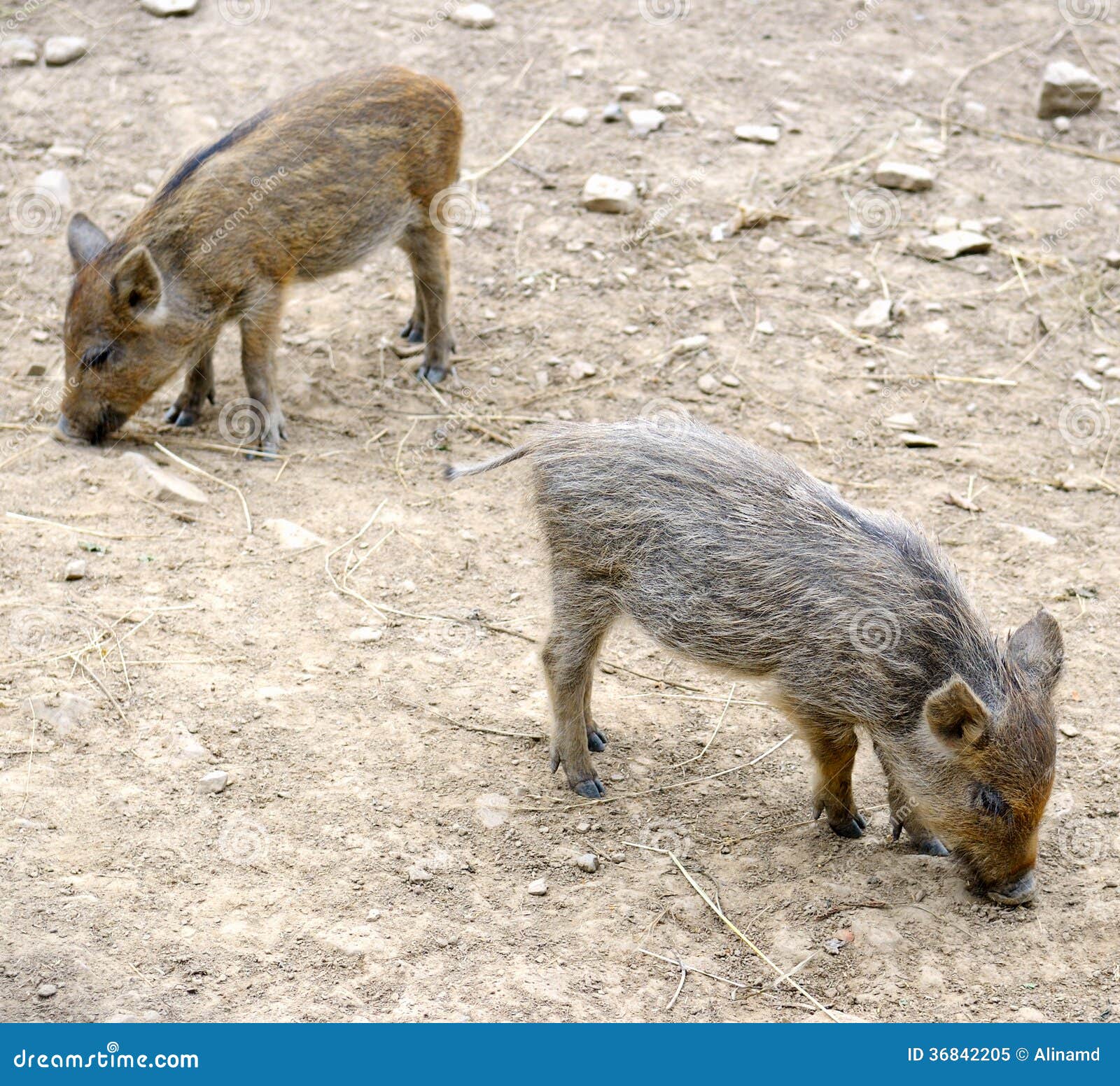 Wild Pigs Family Walk On Sea Beach Sands, Read Sign Royalty-Free Stock ...