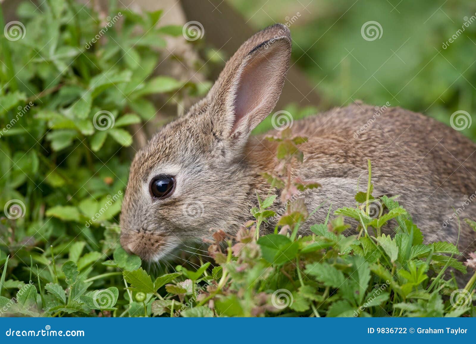 Young wild Rabbit stock photo. Image of cottontail, curious - 9836722