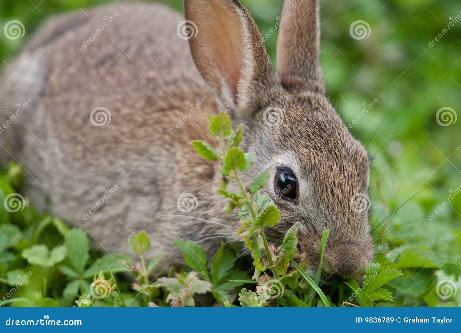 Young wild Rabbit stock image. Image of quiet, baby, easter - 9836789