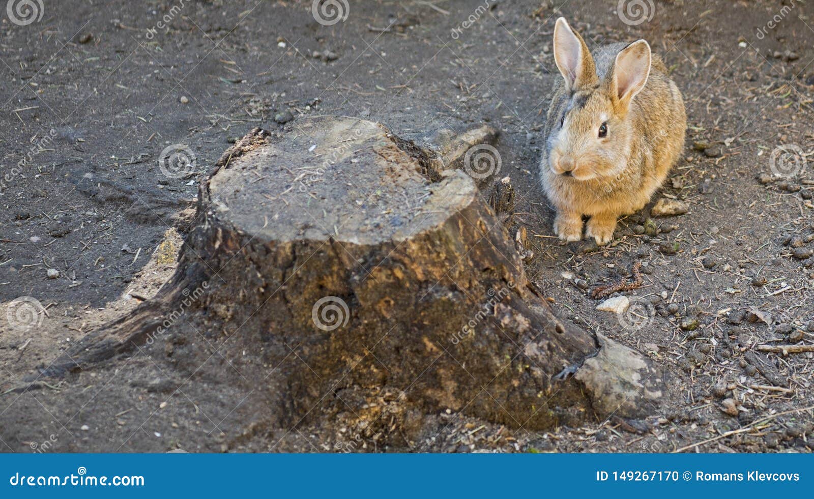 Young Wild Rabbit Feeding on Cut Grass Stock Photo - Image of forest ...