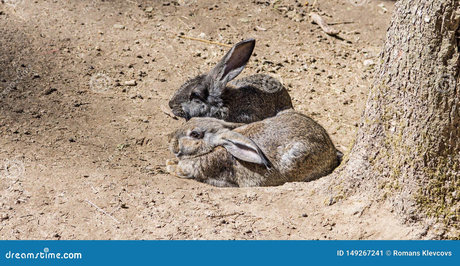 Young Wild Rabbit Feeding on Cut Grass Stock Image - Image of green ...