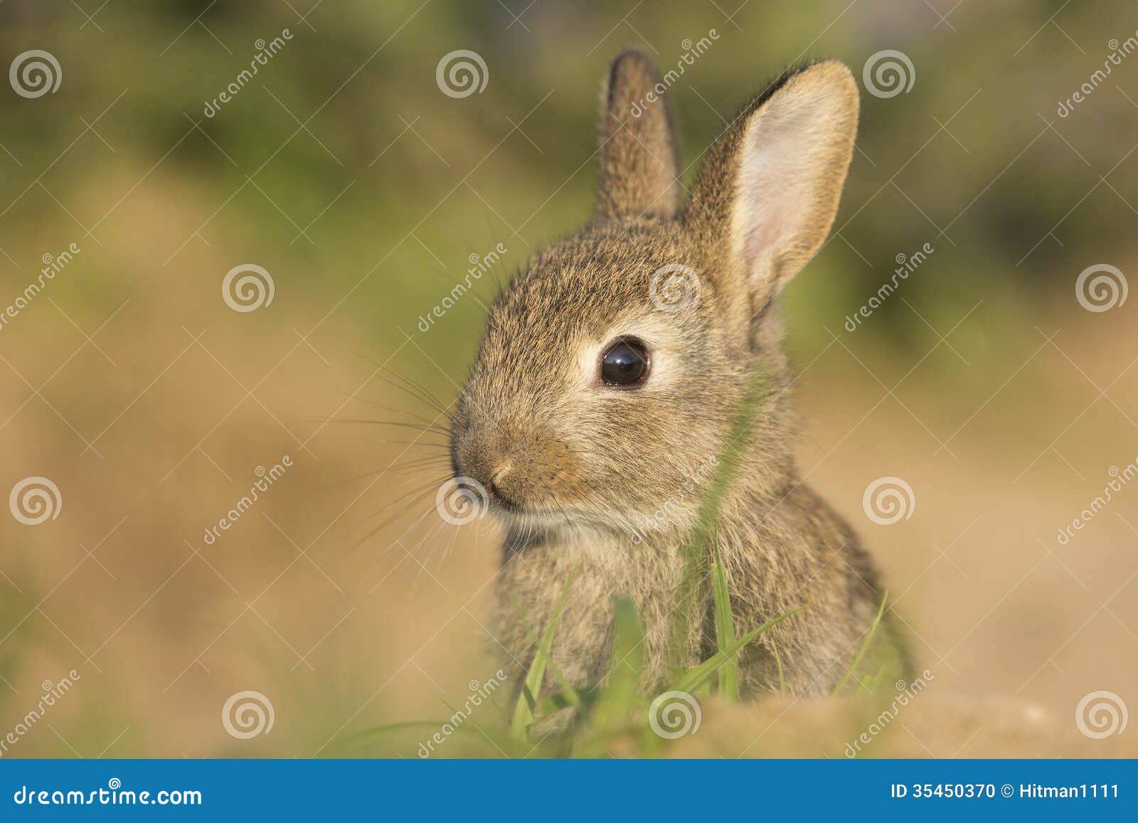 Young wild rabbit stock photo. Image of jump, rabbit - 35450370
