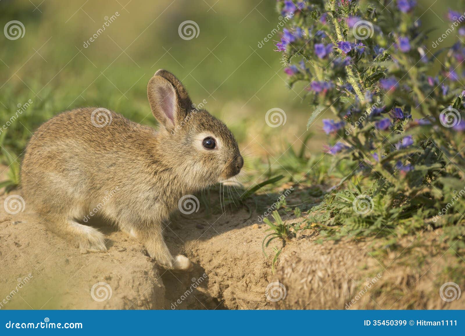 Young wild rabbit stock image. Image of rabbit, meadow - 35450399