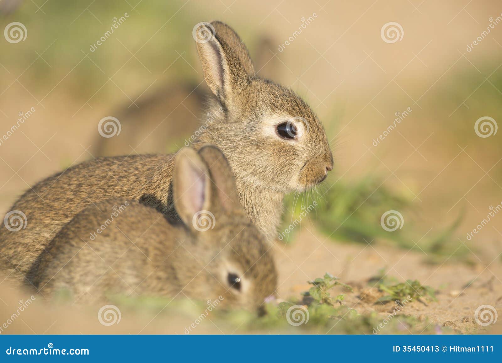 Young wild rabbit stock image. Image of spring, grass - 35450413