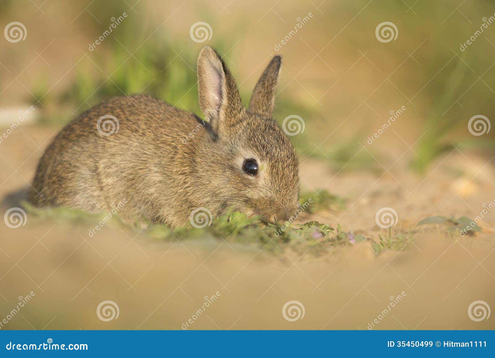 Young wild rabbit stock image. Image of nature, small - 35450499