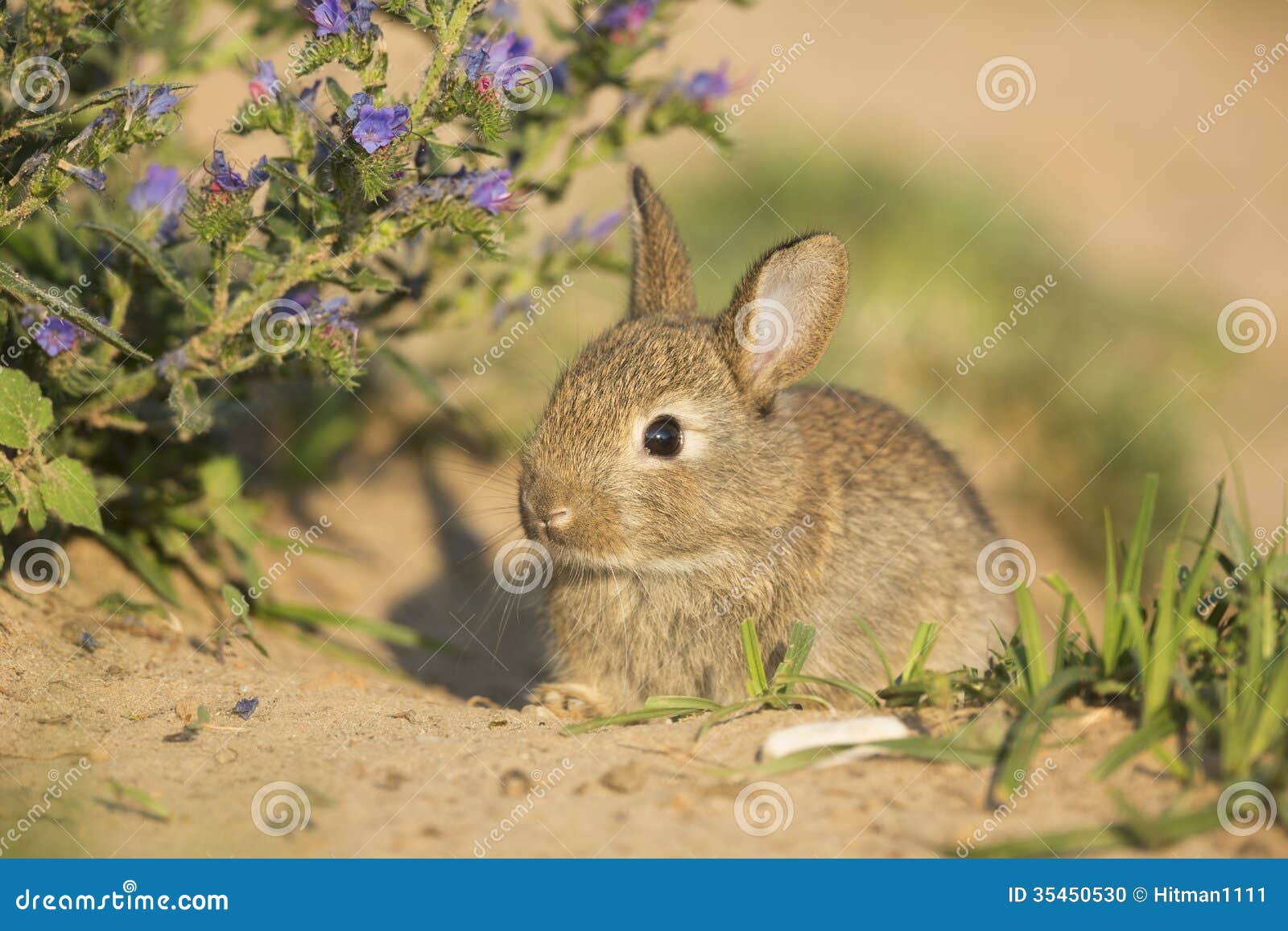 Young wild rabbit stock photo. Image of meadow, field - 35450530