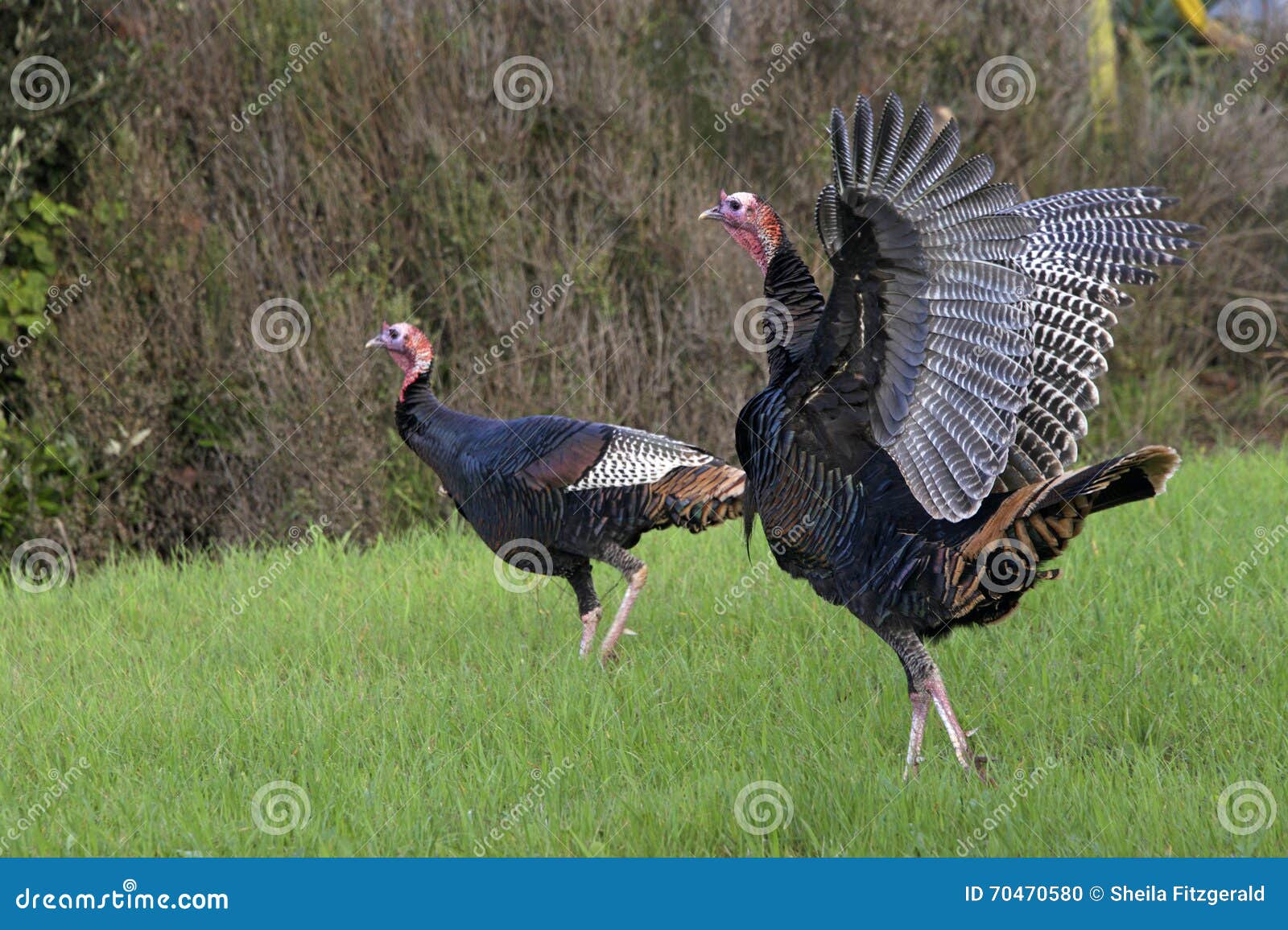 Wild Turkey Tom