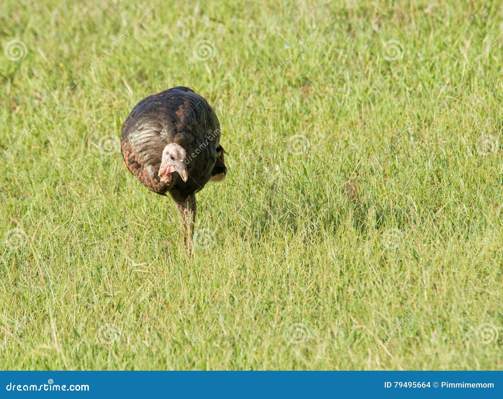 Young Wild Turkey Foraging on a Fall Meadow Stock Photo - Image of ...
