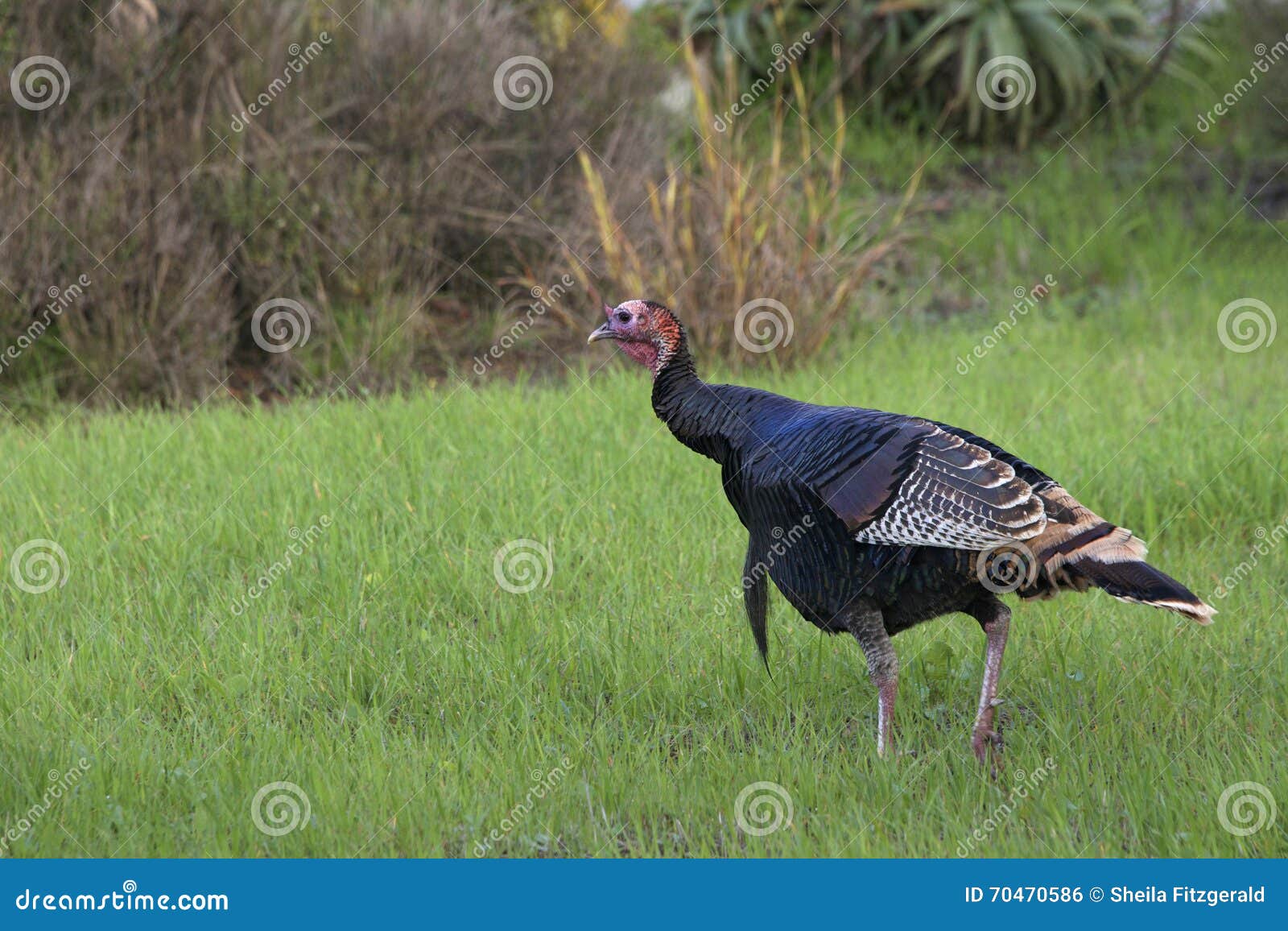 Young Wild Turkey Walking in a Grassy Field Stock Photo - Image of life ...