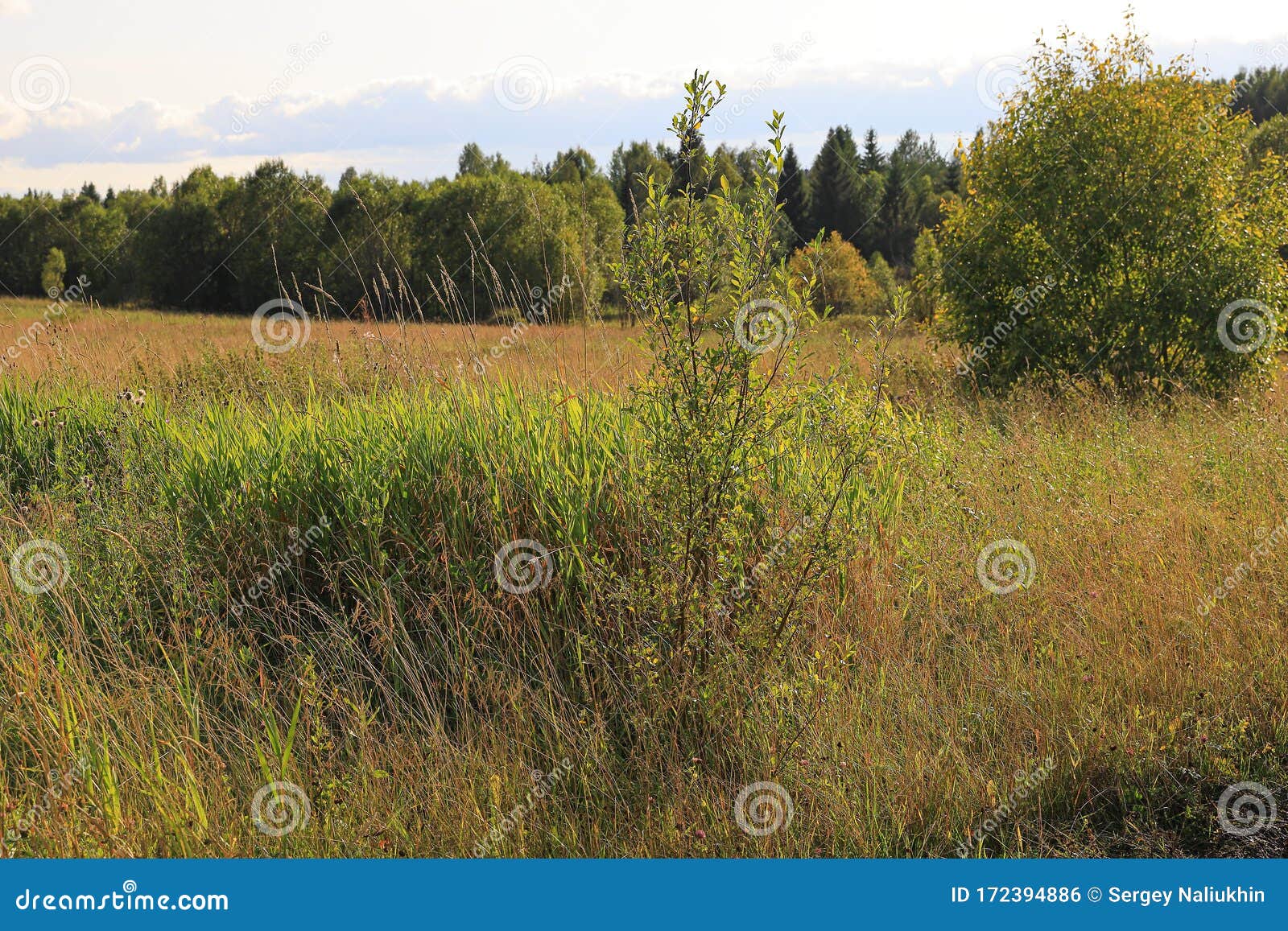 Young Willow Bush and a Thicket of Sedge at the Edge of the Field Stock ...