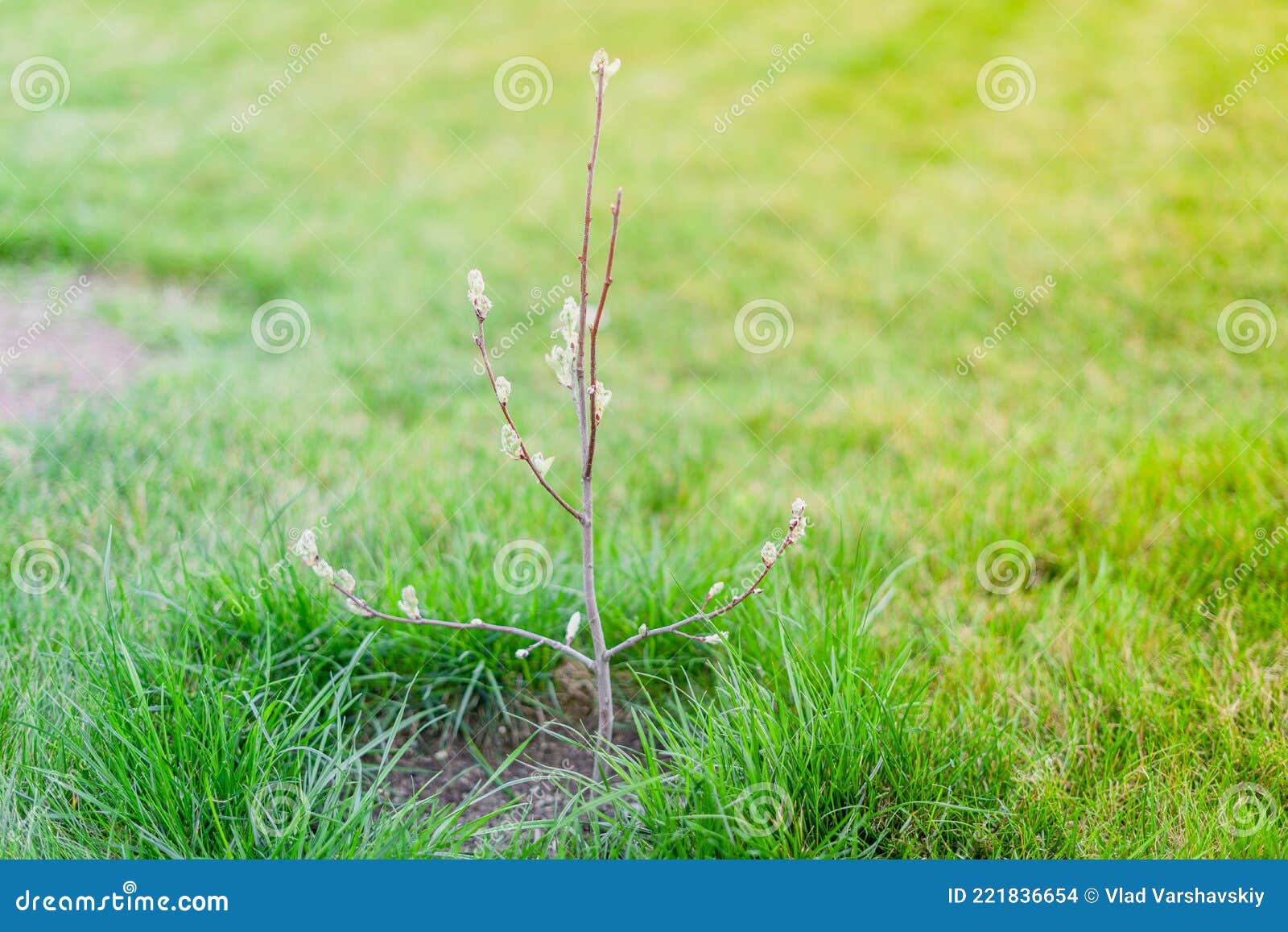 Young Willow Sapling Planted in Spring Against the Background of a ...