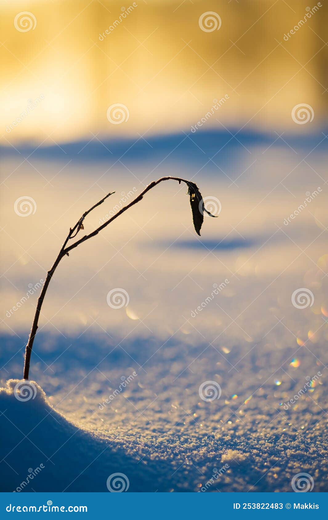 Young Willow Sapling in Snow Stock Image - Image of single, freezing ...