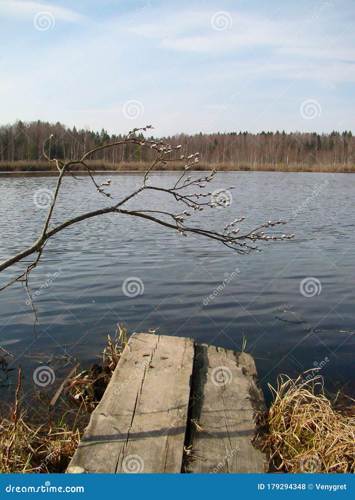 Young Willow Tree Groving Above the Water Stock Photo - Image of trees ...