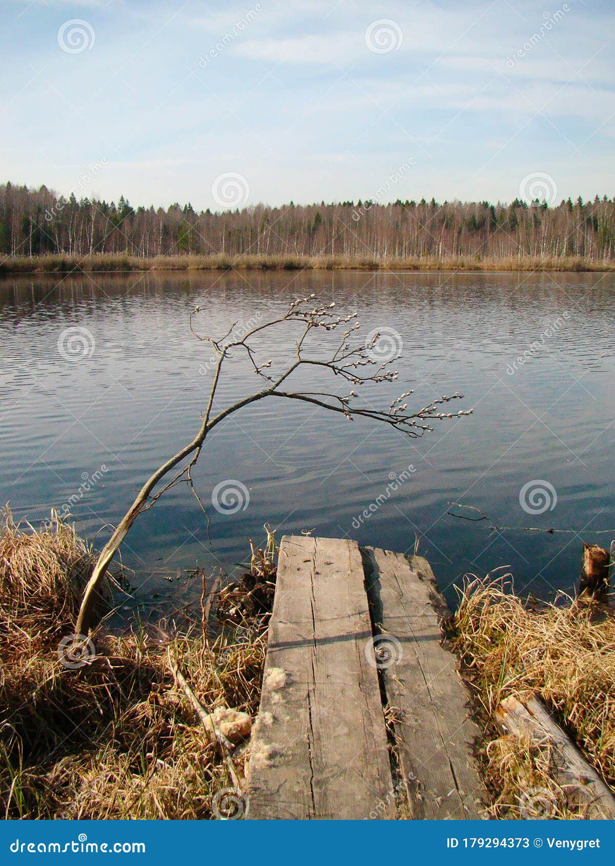 Young Willow Tree Groving Above the Water Stock Image - Image of spring ...