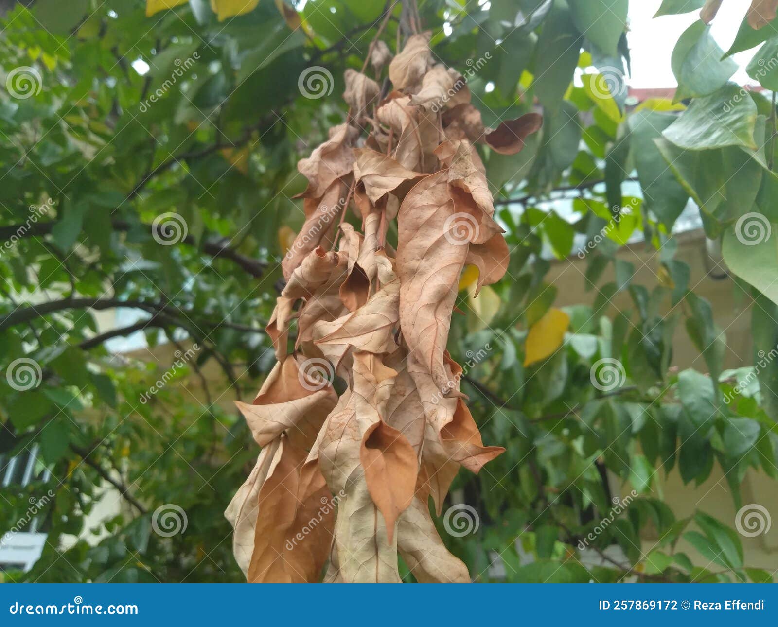 Young withered image stock photo. Image of food, leaf - 257869172