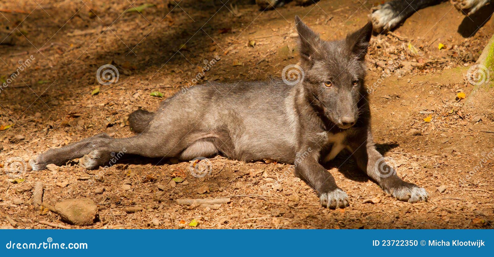 A young wolf stock photo. Image of fluffy, majestic, royalty - 23722350