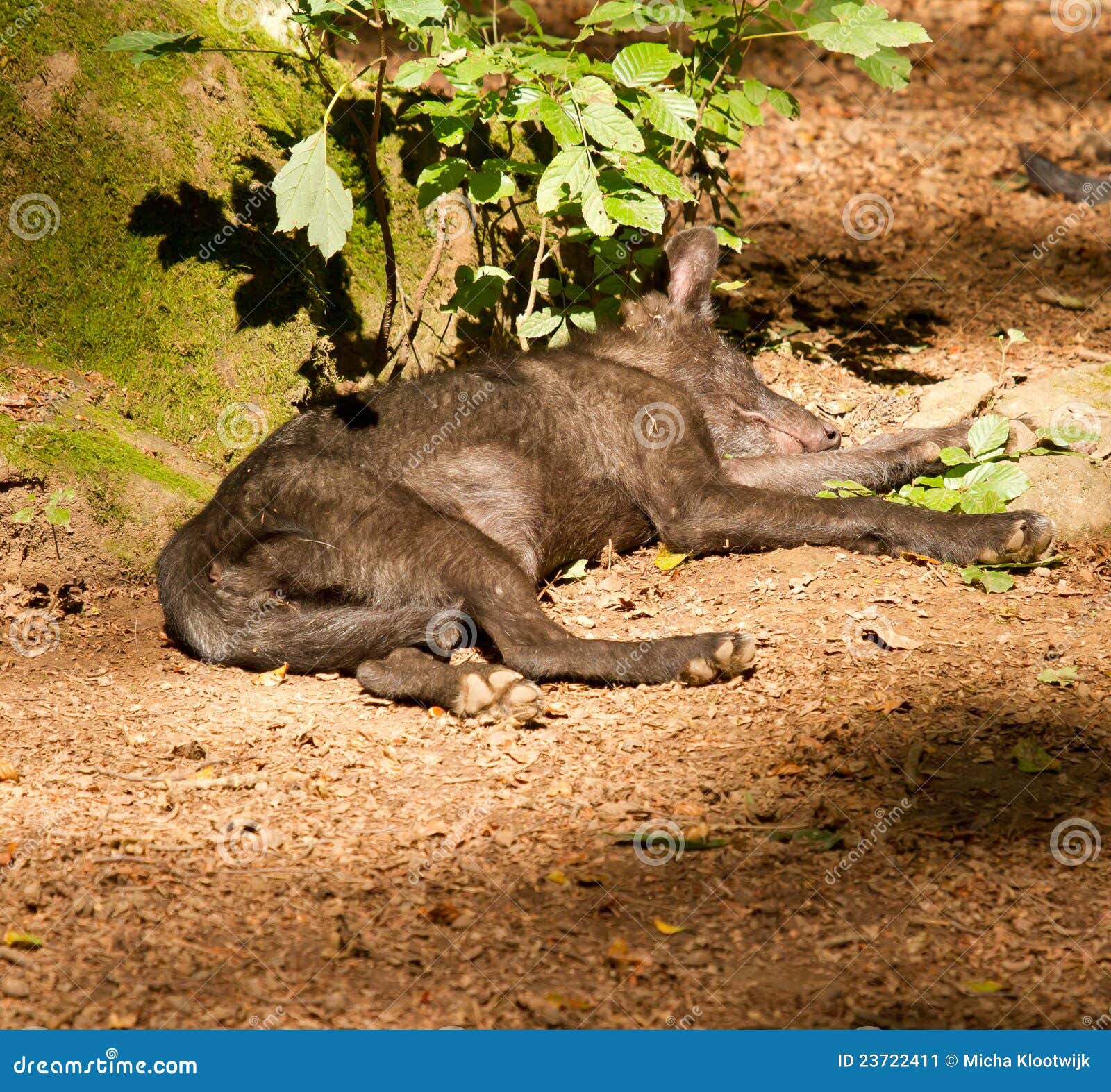 Young Wolf Pups Timber Wolf Stock Image | CartoonDealer.com #27321979