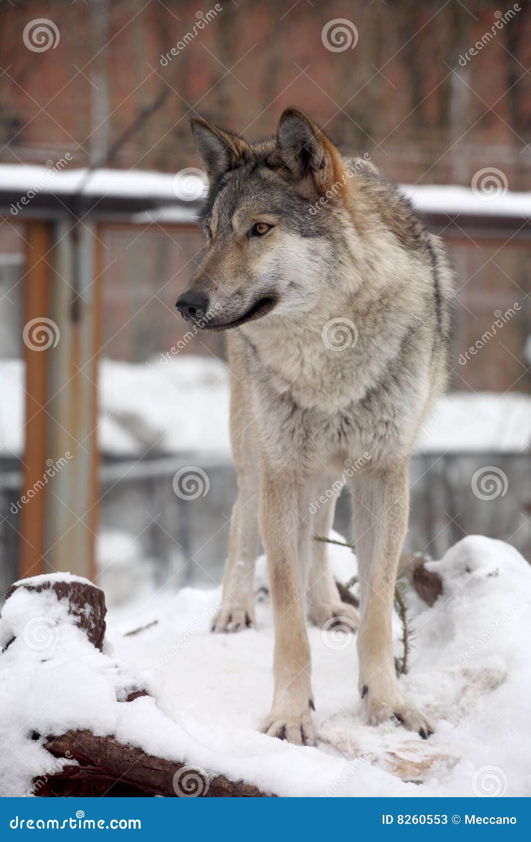 Young wolf stock image. Image of forest, snow, female - 8260553