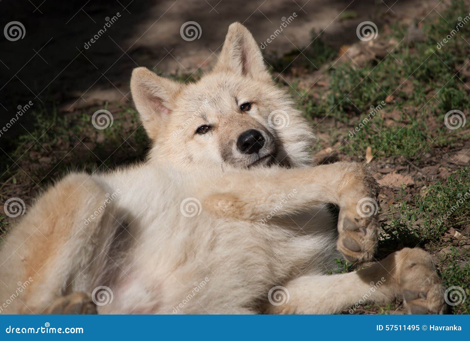 Young wolf stock image. Image of cute, ground, young - 57511495