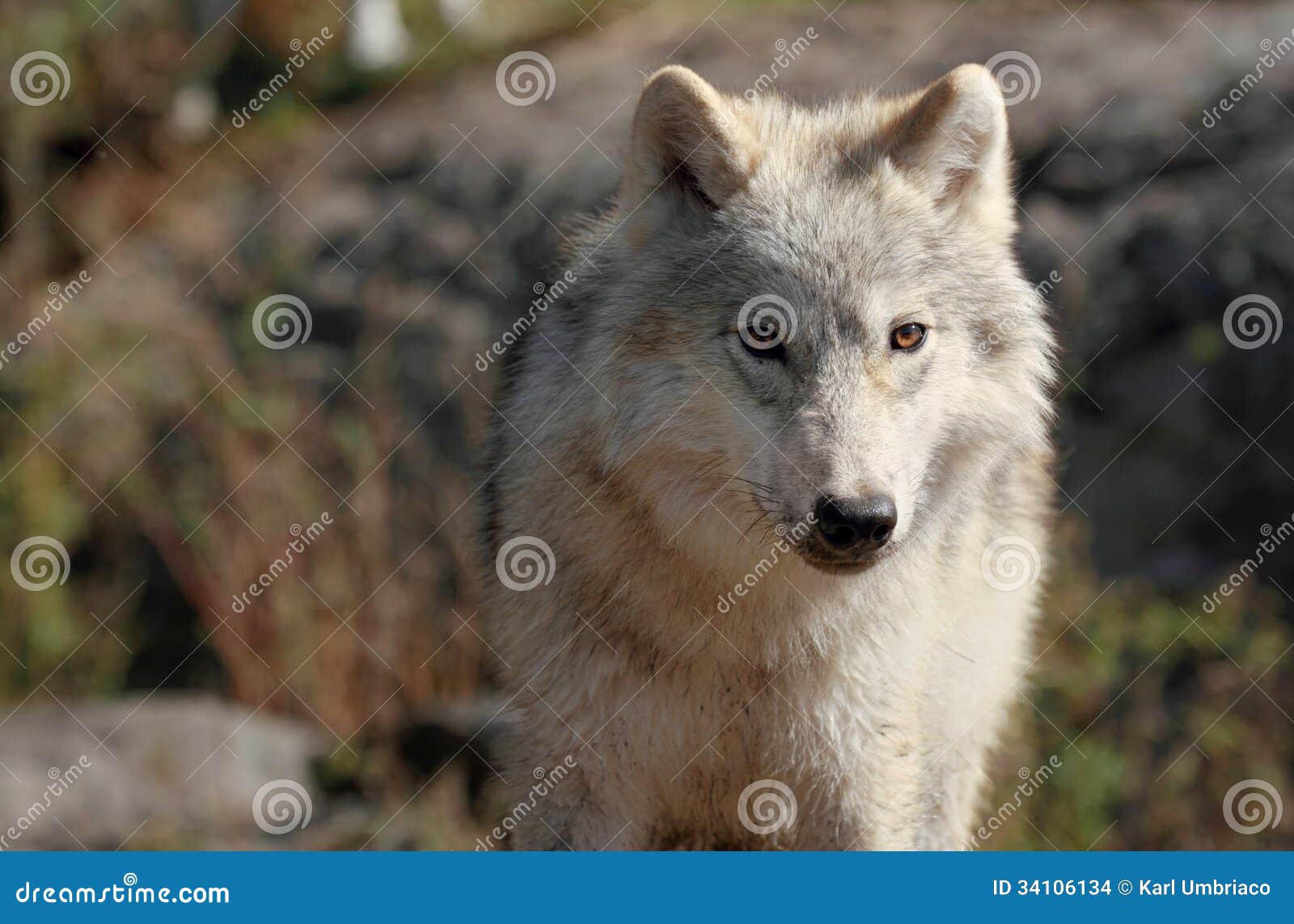 Young wolf stock photo. Image of shadow, mammal, power - 34106134