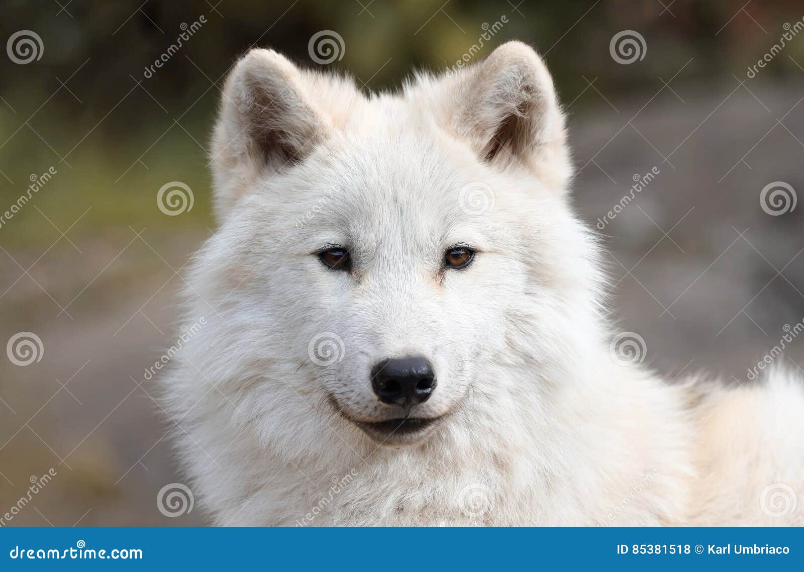 Young wolf stock photo. Image of young, winter, white - 85381518