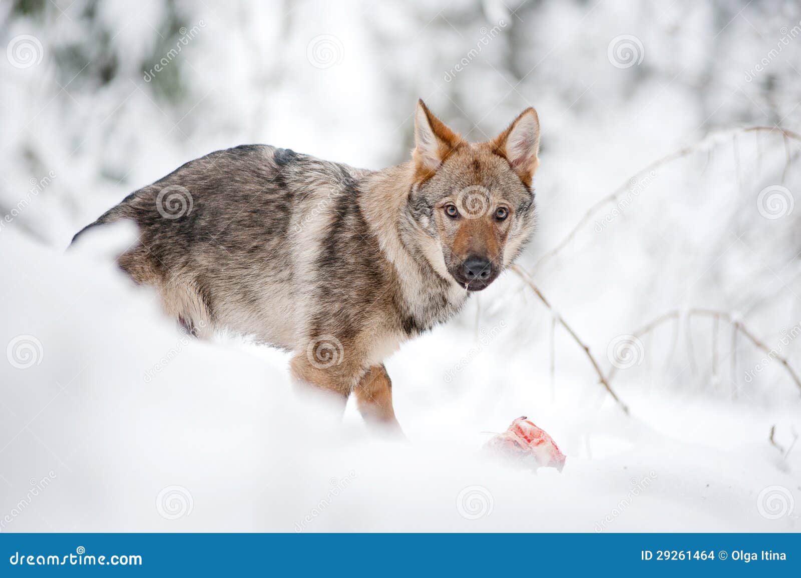 Young Wolf Eats a Meat Bone Stock Photo - Image of obedient, pedigree ...