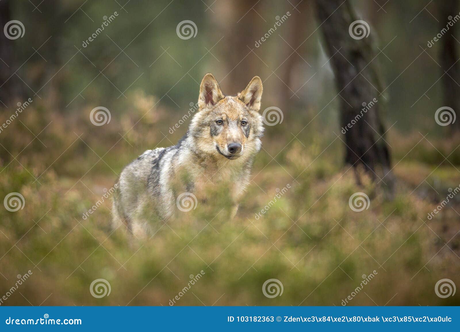 Young wolf stock image. Image of wild, portrait, canine - 103182363