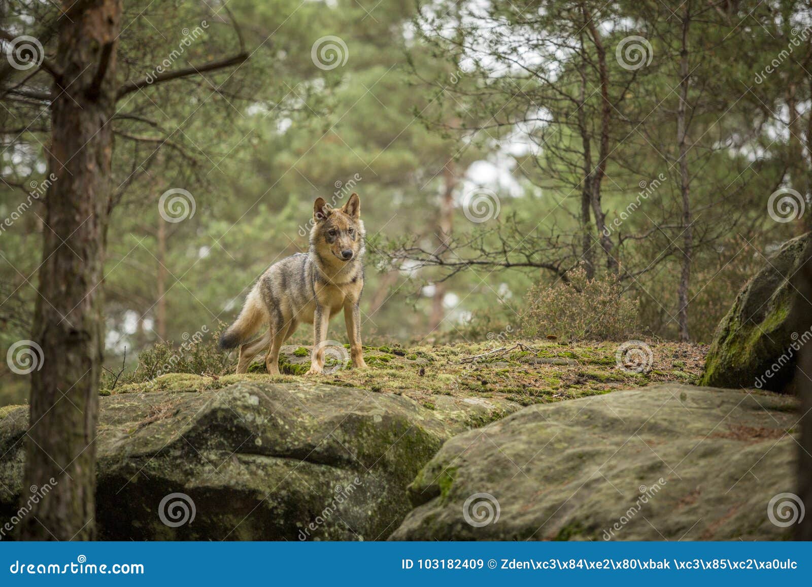 Young wolf stock image. Image of wolves, beast, winter - 103182409