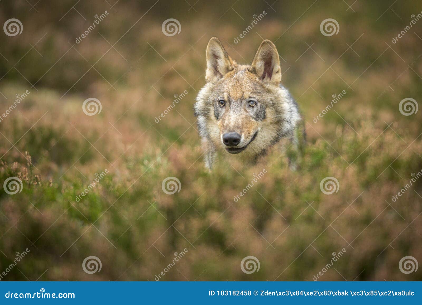 Young wolf stock photo. Image of young, portrait, canine - 103182458