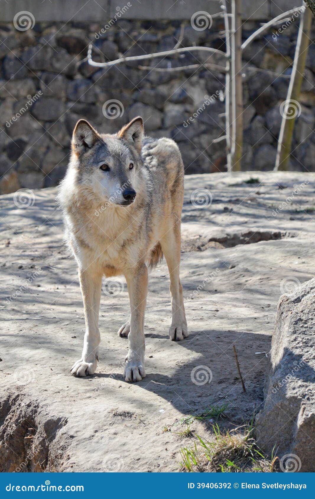 Young wolf in the Kyiv zoo stock photo. Image of excursion - 39406392