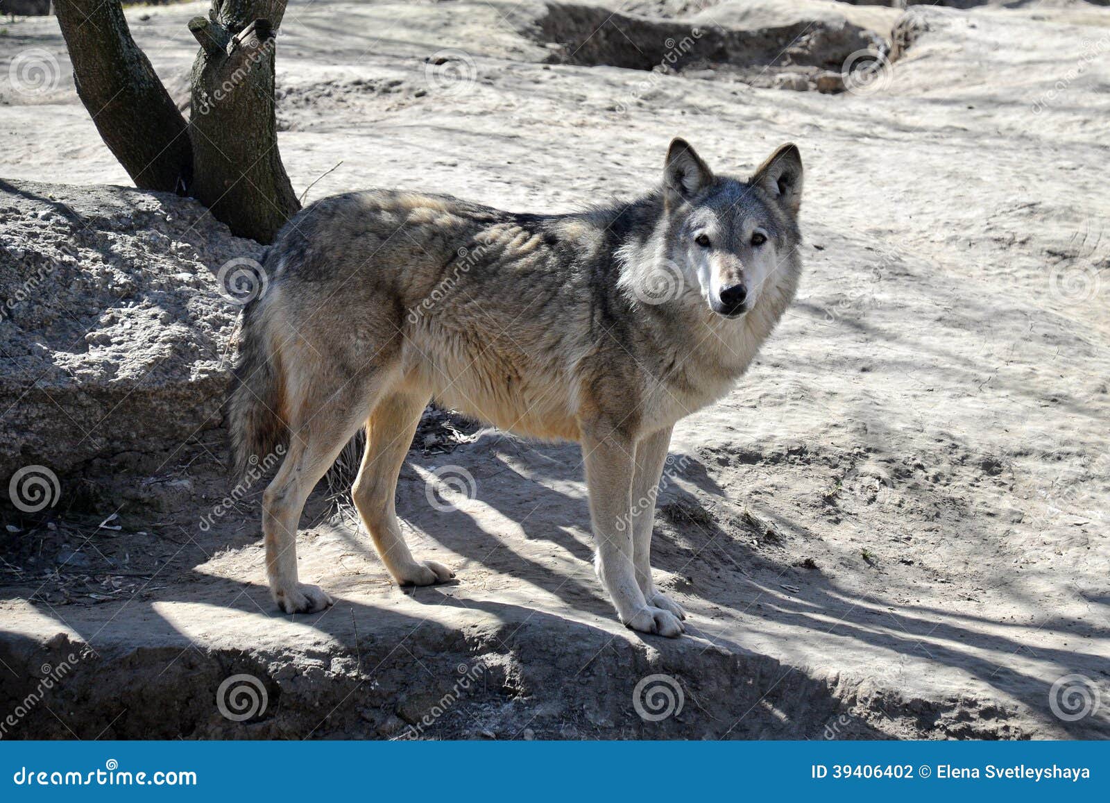 Young Wolf Pups Timber Wolf Stock Image | CartoonDealer.com #27321979